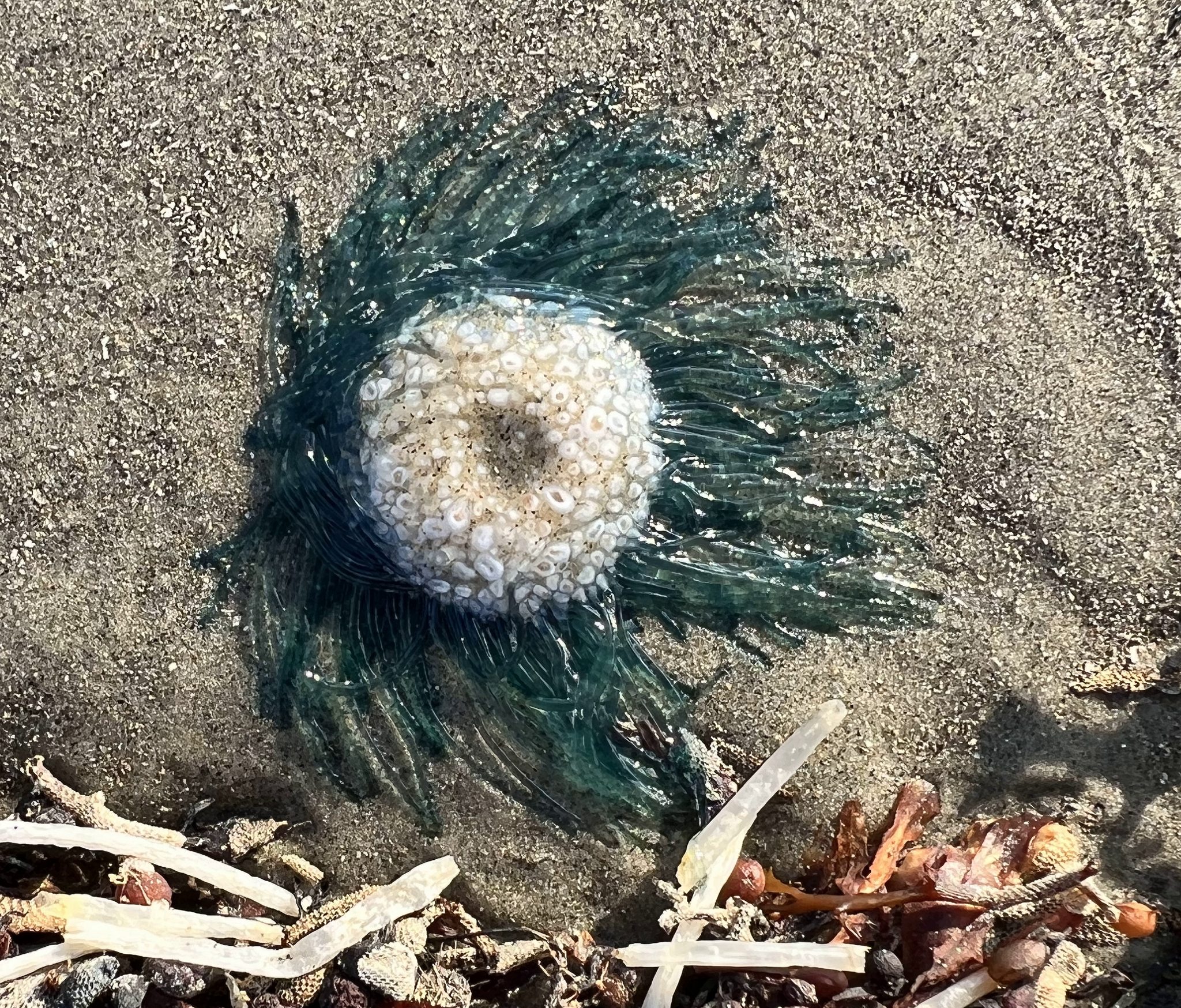 What are those blue blobs washing up on Texas shores?