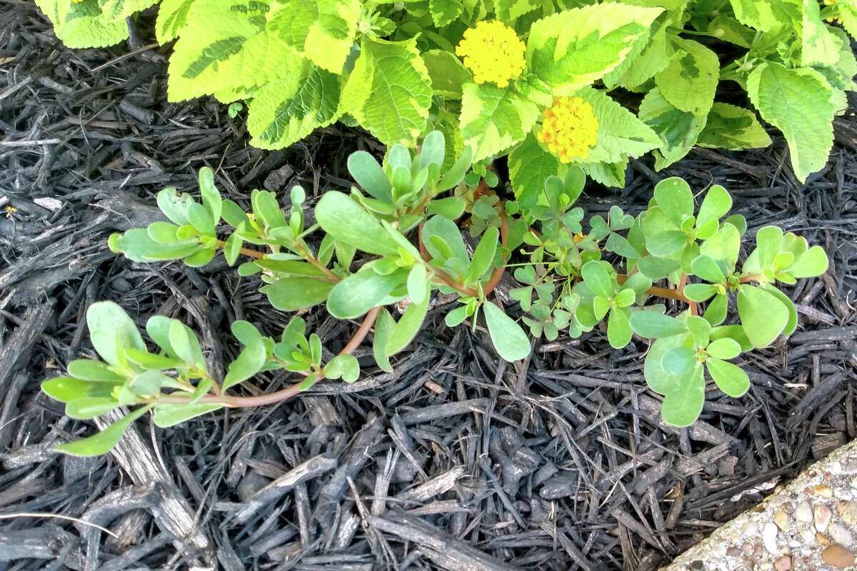 Blue fanflower flourishes in Texas landscapes