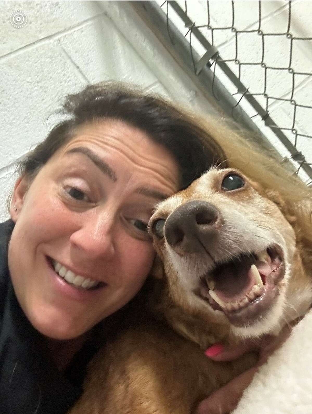 Sad story of a stray poodle draws a following in New Fairfield