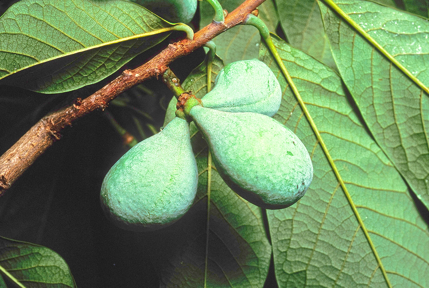 Tropical Fruit Tree Leaves