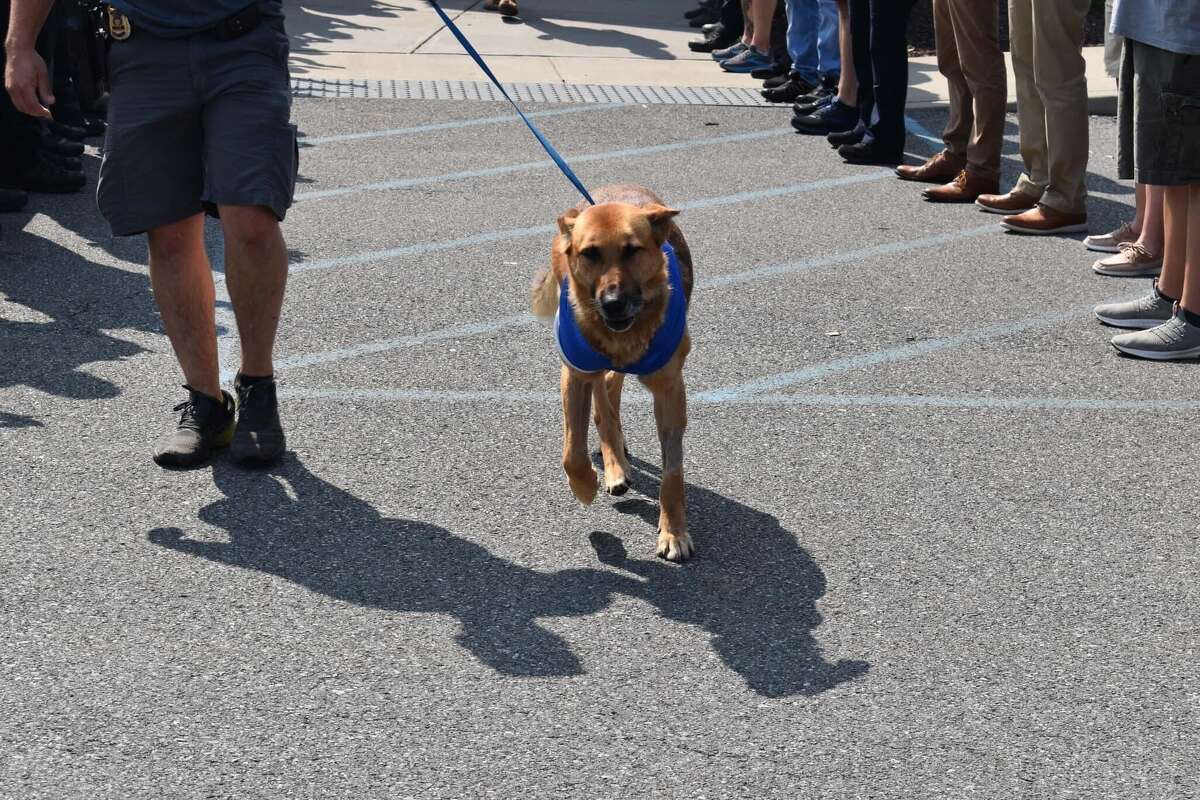 Troy police dog stabbed 12 times during burglary, dog released