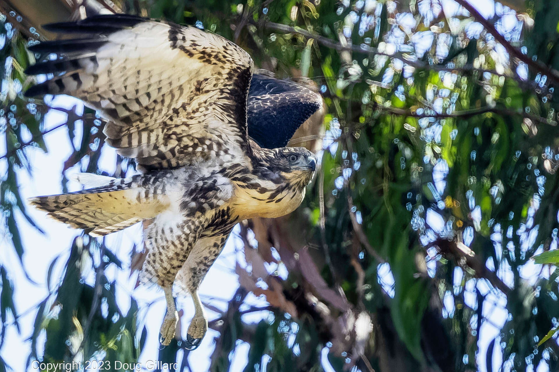 Bay Area baby hawk adopted by eagles meets sad fate