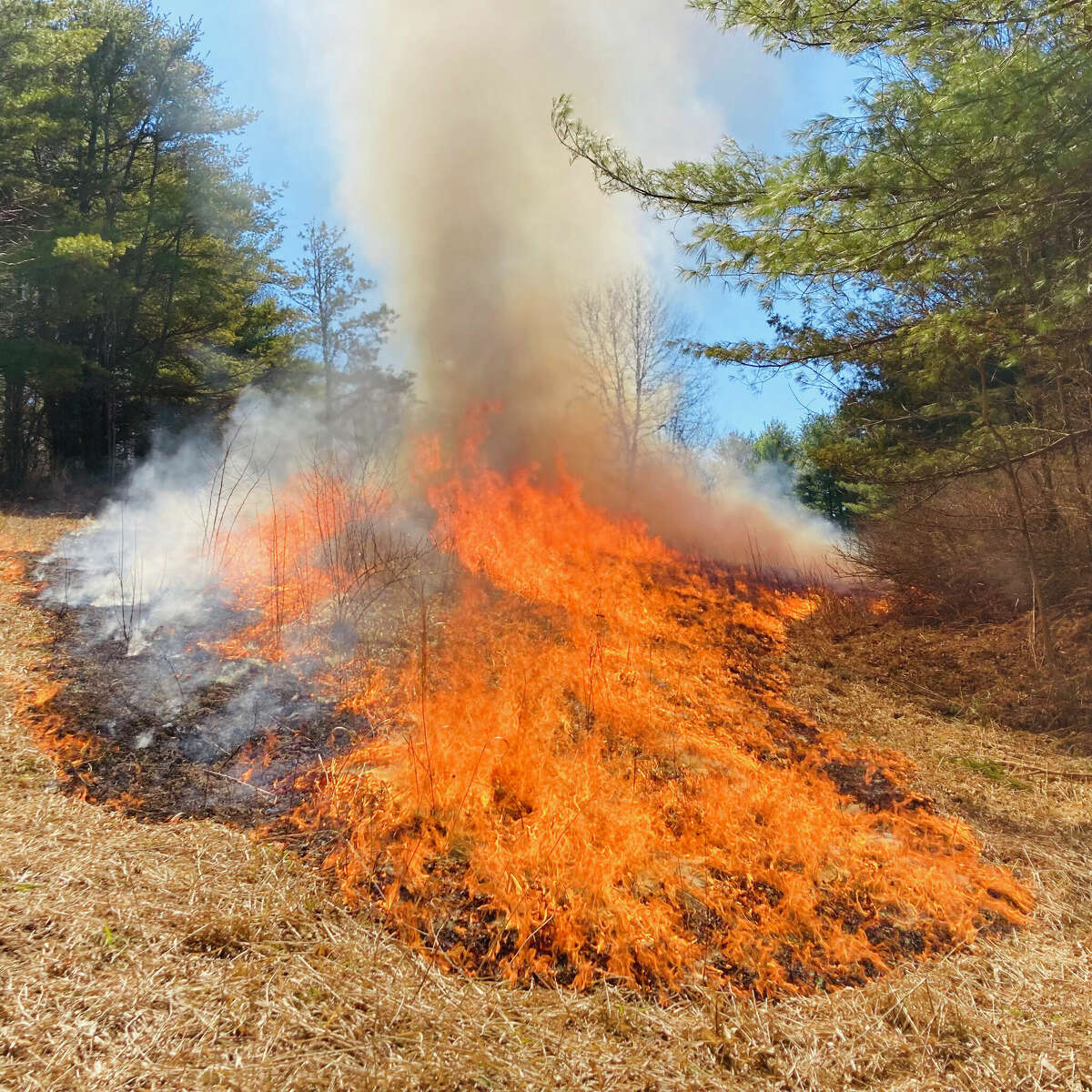Are New York's Adirondack forests at risk of burning?