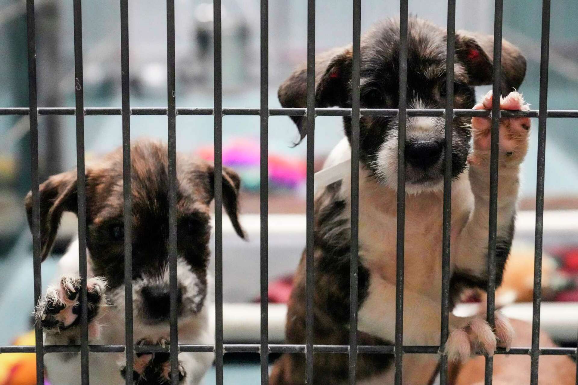 How to foster an animal from Houston's BARC shelter