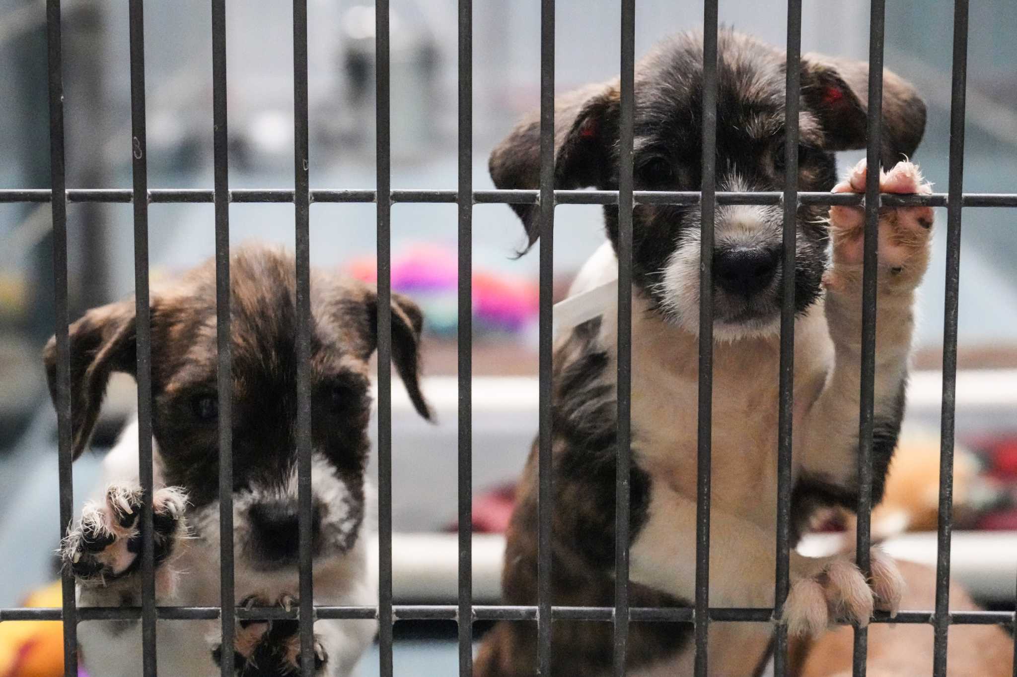 How to foster an animal from Houston's BARC shelter