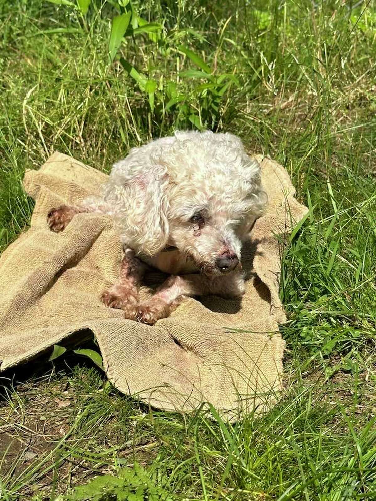 Sad story of a stray poodle draws a following in New Fairfield