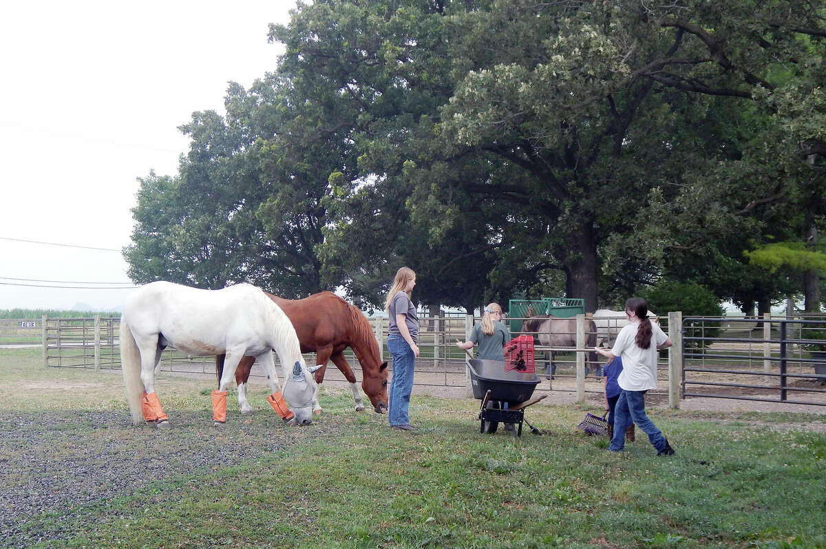Pony tales: This camp's serious about horsin' around