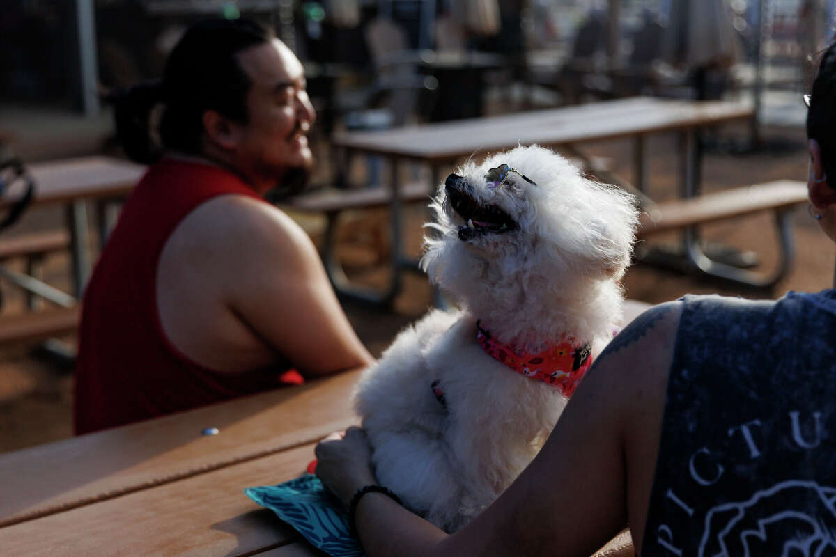 Texas Dog Co designed with humans, pets in mind