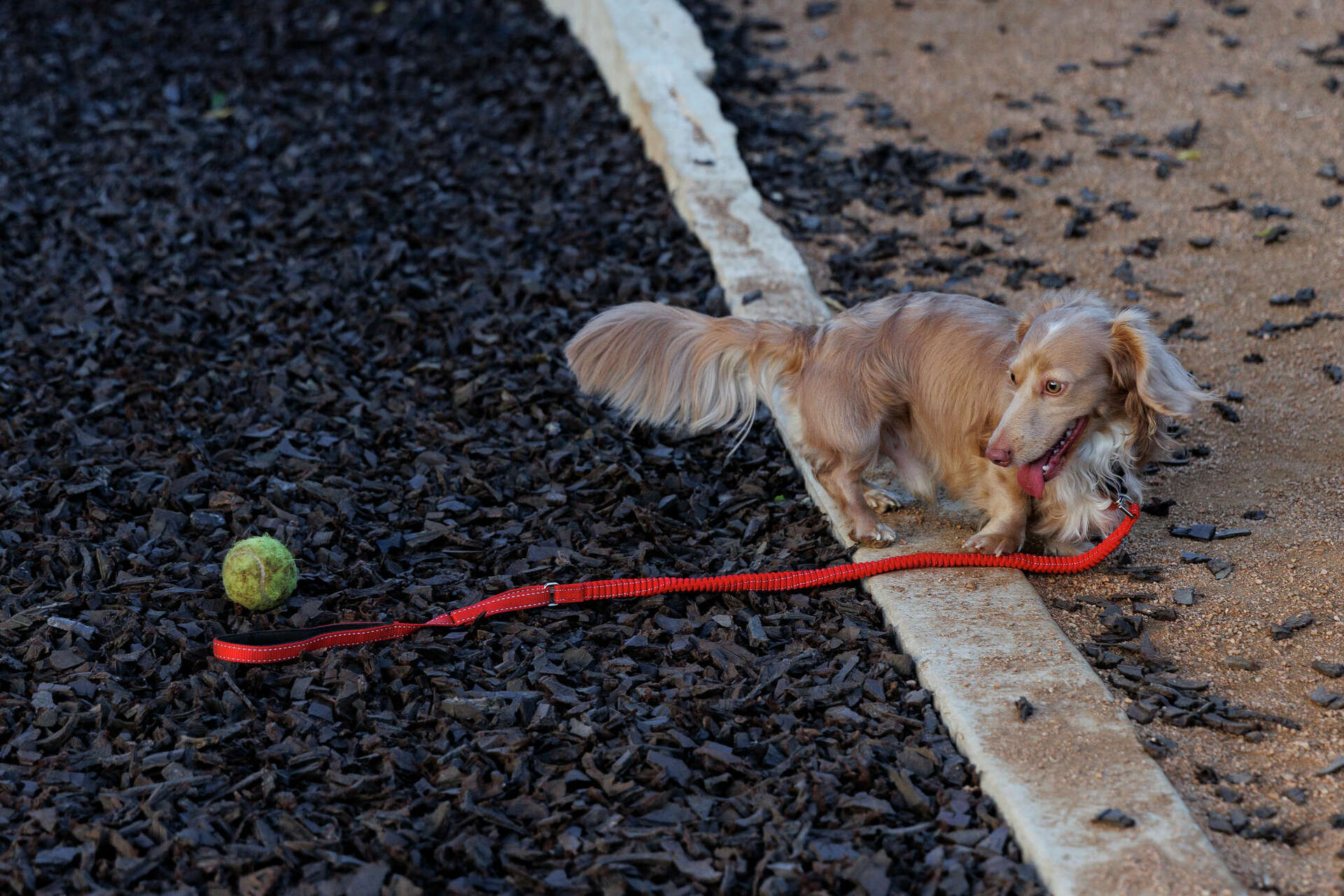 Texas Dog Co designed with humans, pets in mind