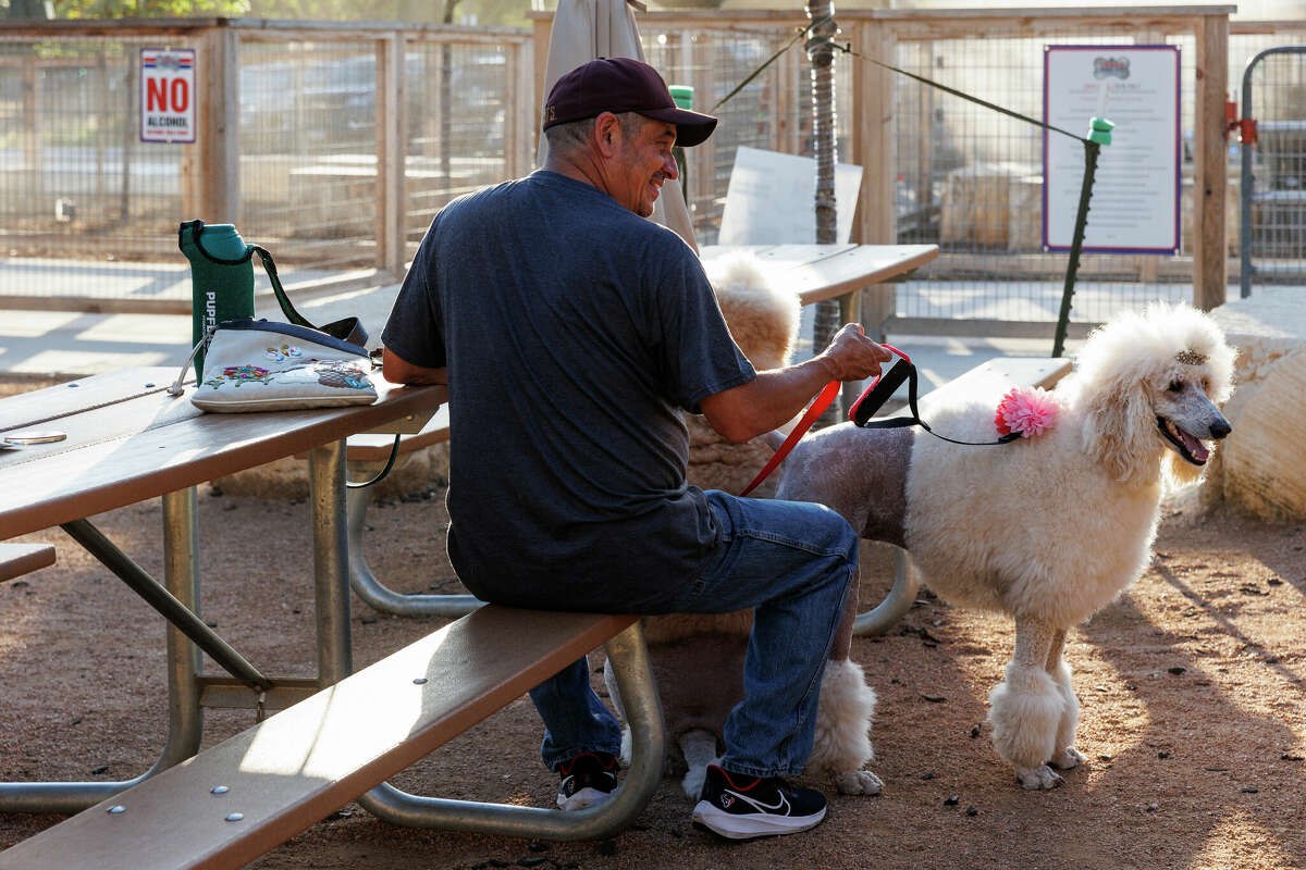 Texas Dog Co designed with humans, pets in mind