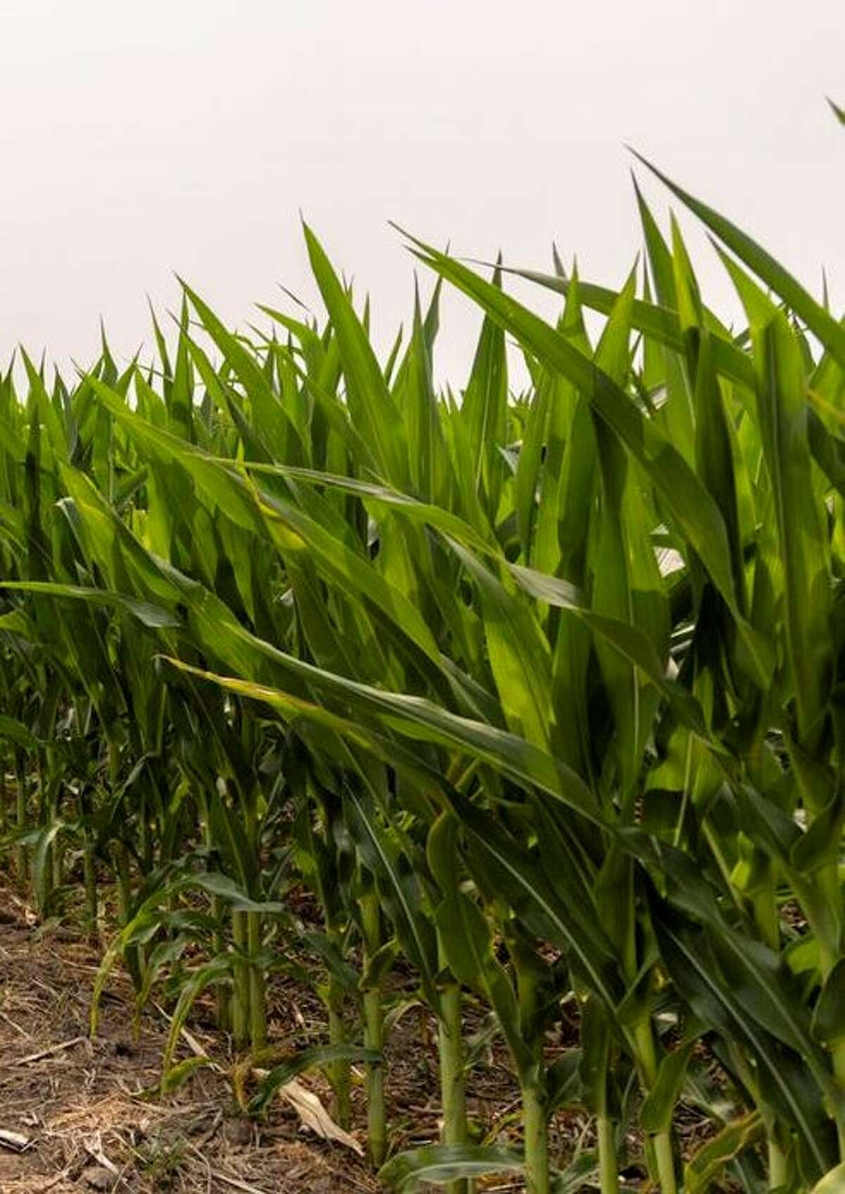'Things don’t look good'; drought-stressed corn brings concerns