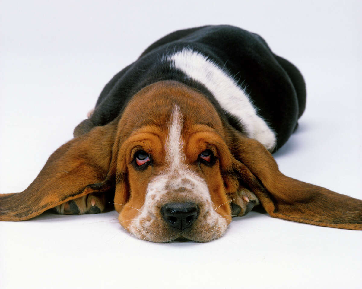 Can dogs get depressed? Experts say yes.