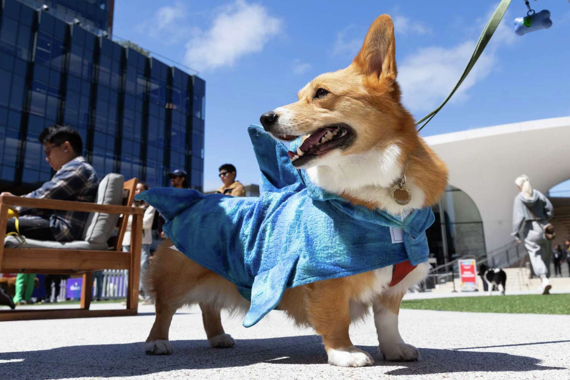 Dogs score big on Warriors’ turf at first S.F. Paws-itively Summer