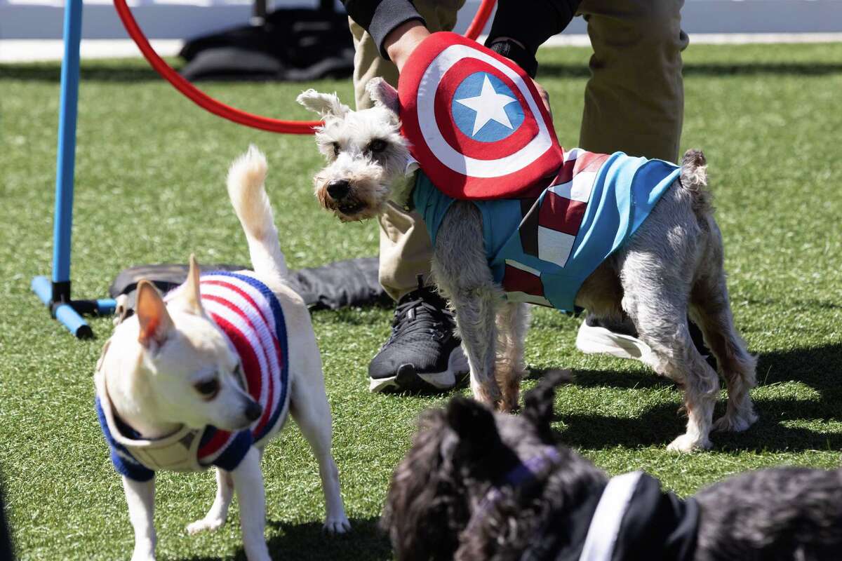 Dogs score big on Warriors’ turf at first S.F. Paws-itively Summer