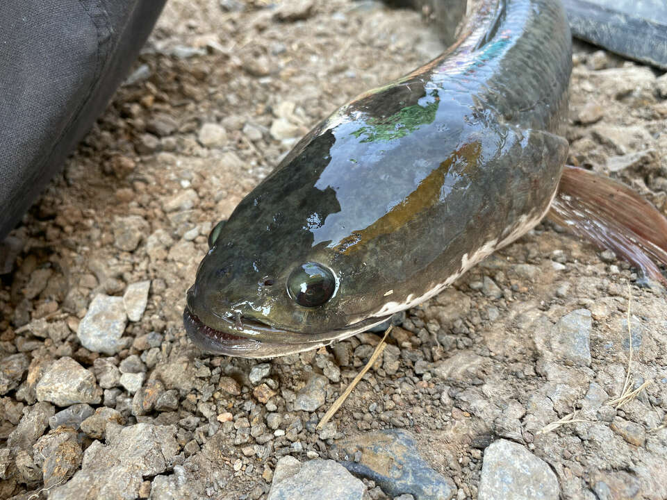 What to know about invasive snakehead fish, spotted in CT in 2017