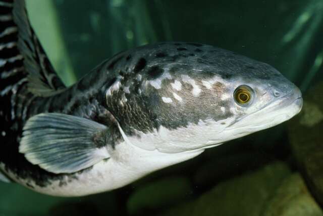 What to know about invasive snakehead fish, spotted in CT in 2017