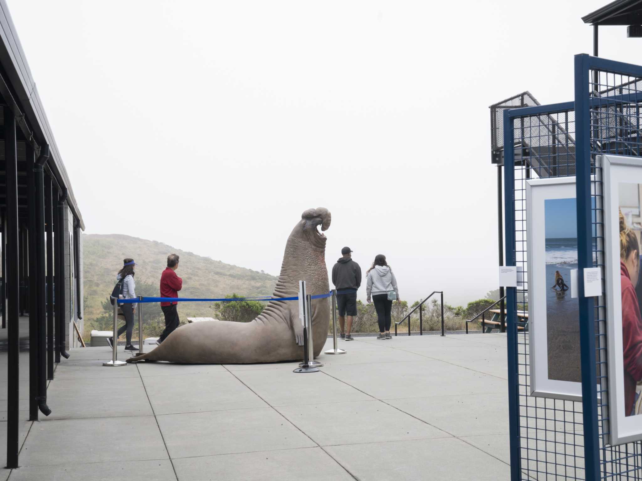 A seal got stuck in netting in S.F. Bay. Here’s how it was rescued