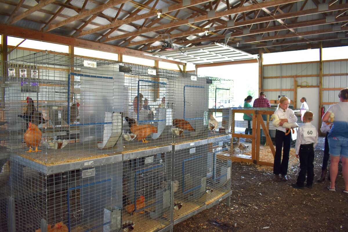 Mecosta Fair poultry show contestants make birds shine
