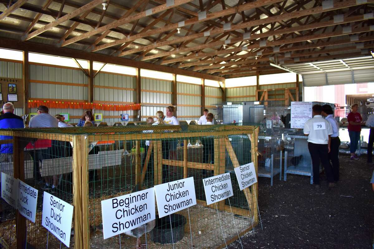 Mecosta Fair poultry show contestants make birds shine