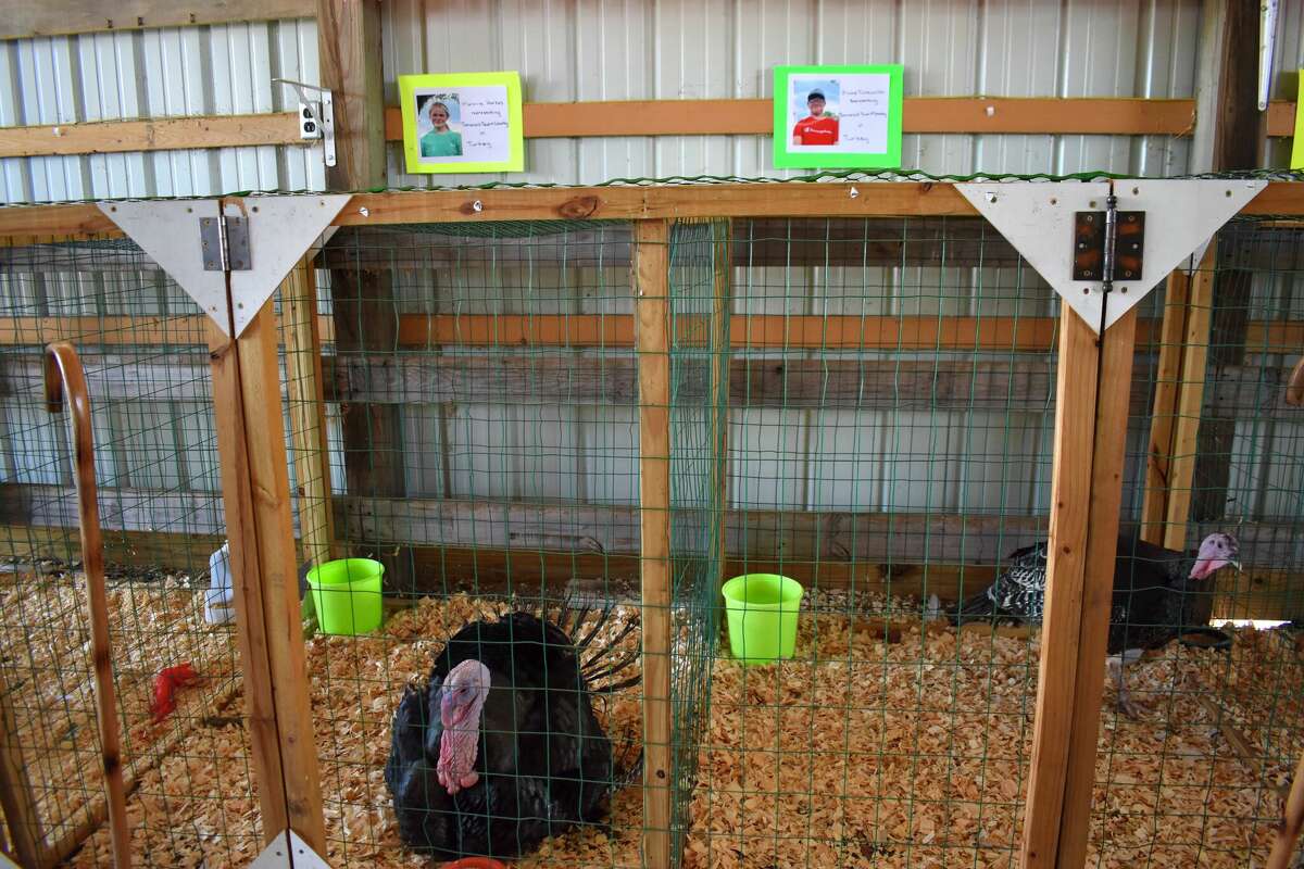 Mecosta Fair poultry show contestants make birds shine