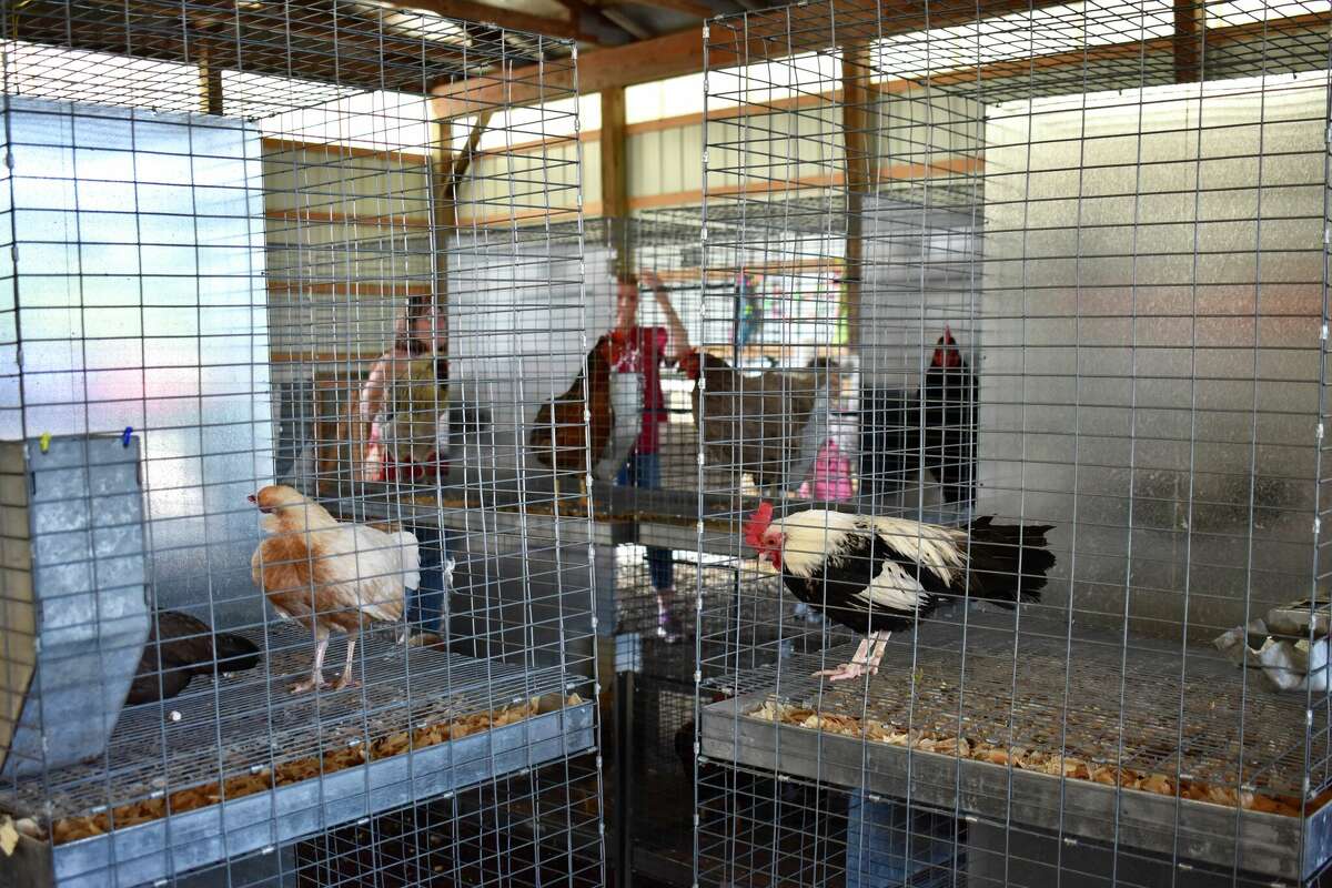 Mecosta Fair poultry show contestants make birds shine