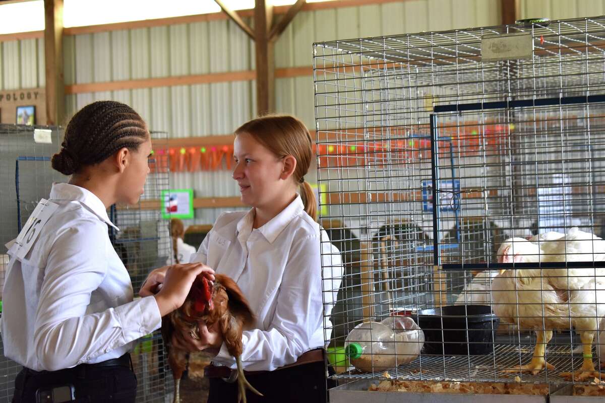 Mecosta Fair poultry show contestants make birds shine