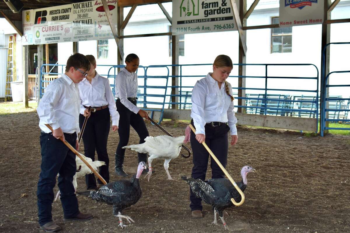 Mecosta Fair poultry show contestants make birds shine