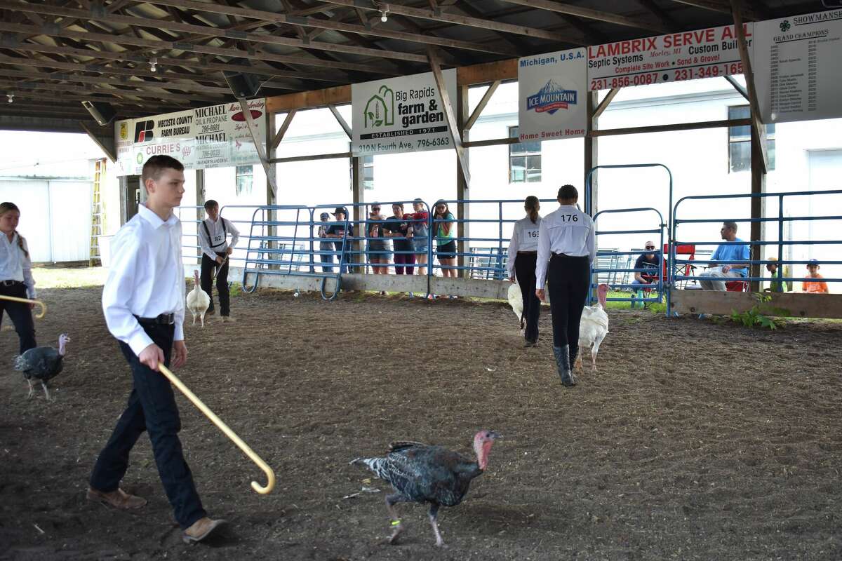 Mecosta Fair poultry show contestants make birds shine