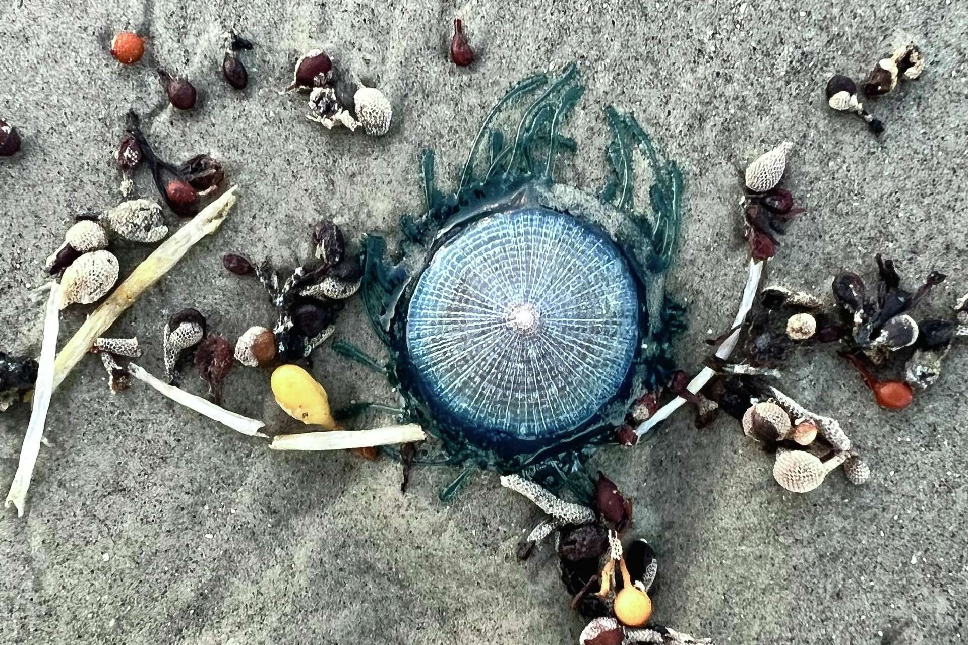 San Antonio local News | mySA.com