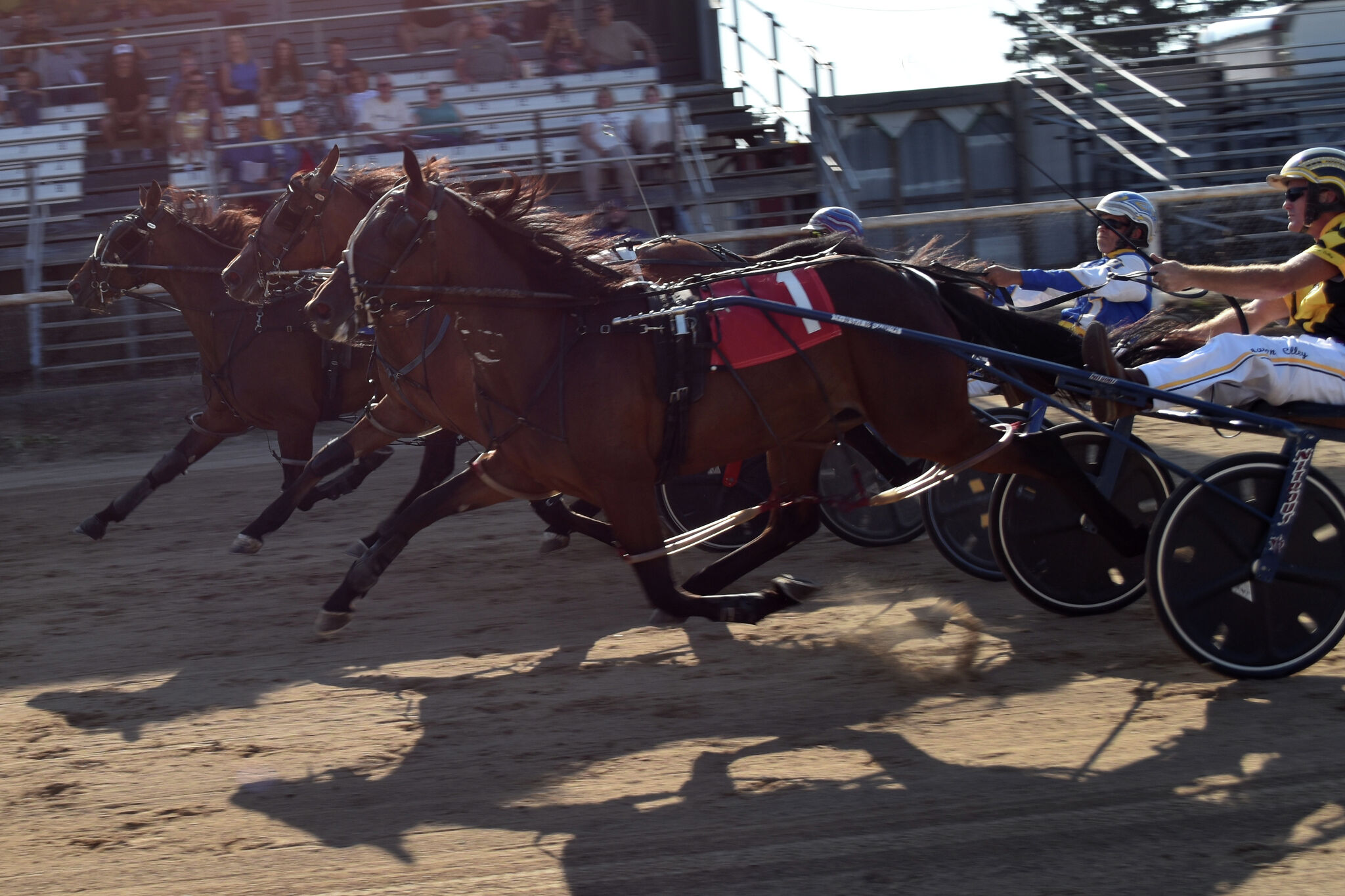 Big Rapids harness racer has been racing for 20 years