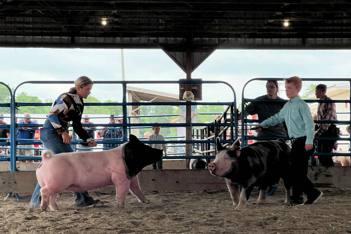 Swine Show begins second day of Mecosta County Fair in Big Rapids