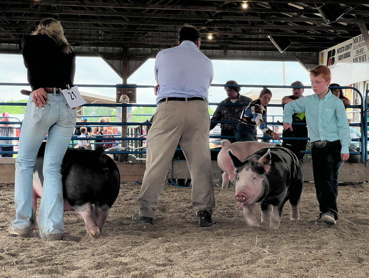 Swine Show begins second day of Mecosta County Fair in Big Rapids