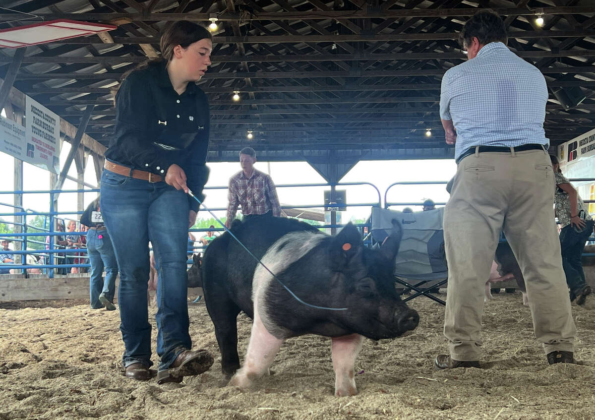 Swine Show begins second day of Mecosta County Fair in Big Rapids