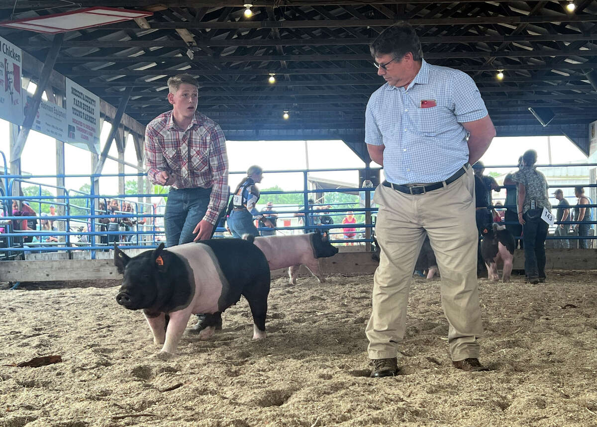 Swine Show begins second day of Mecosta County Fair in Big Rapids