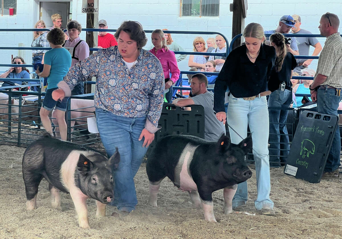 Swine Show begins second day of Mecosta County Fair in Big Rapids