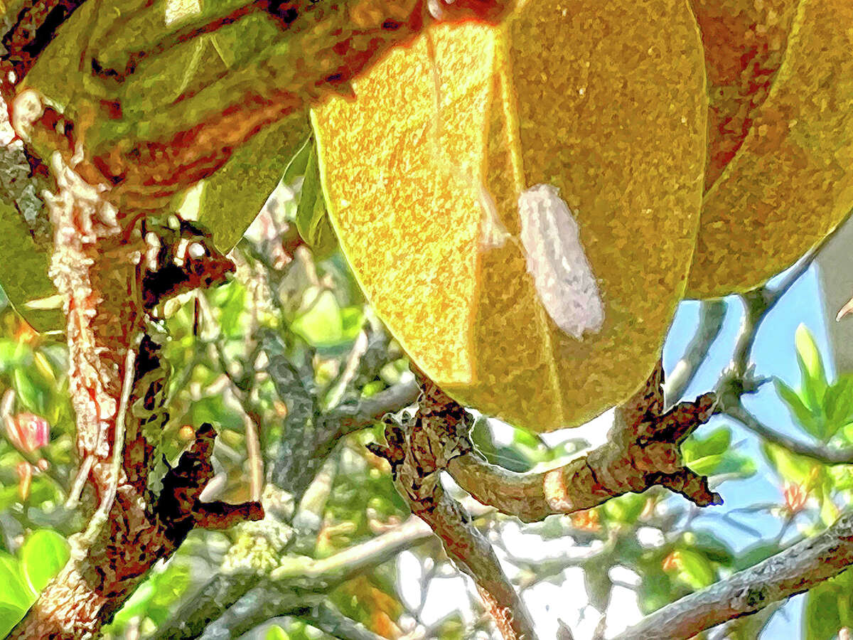 Keep close eye on plants to catch garden pests, diseases early