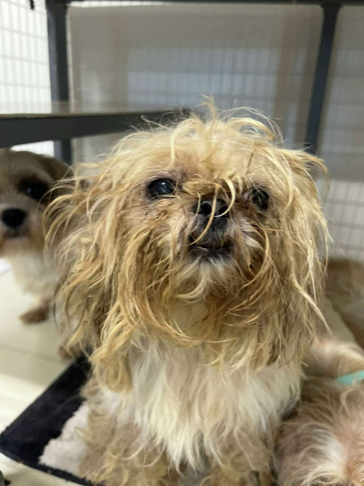 League City animal shelter assessing 60 dogs rescued in hoarding case