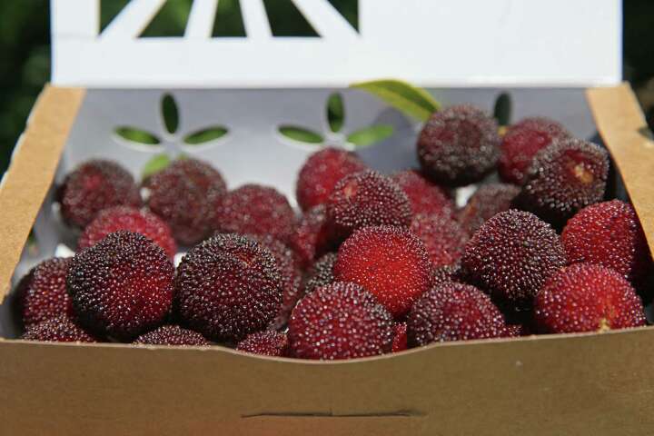 Rare fruit yangmei comes to the Bay Area