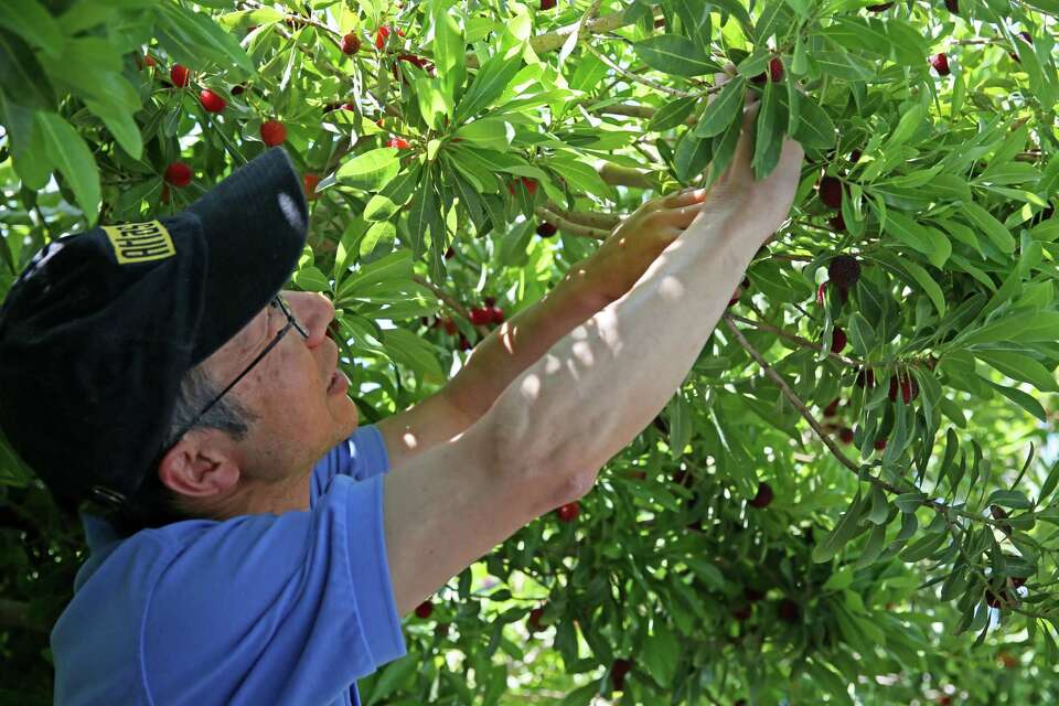 Rare fruit yangmei comes to the Bay Area
