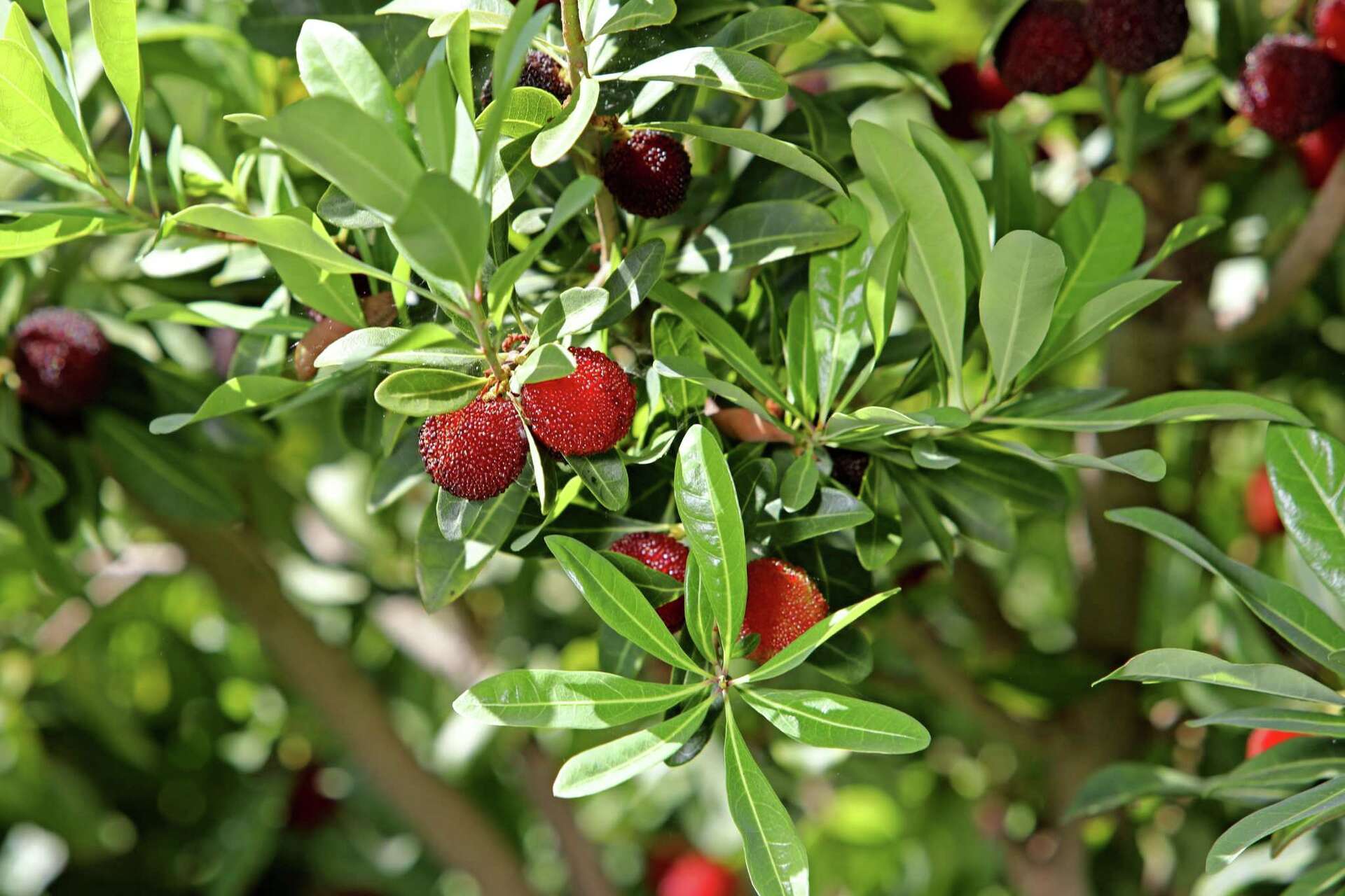 Rare fruit yangmei comes to the Bay Area