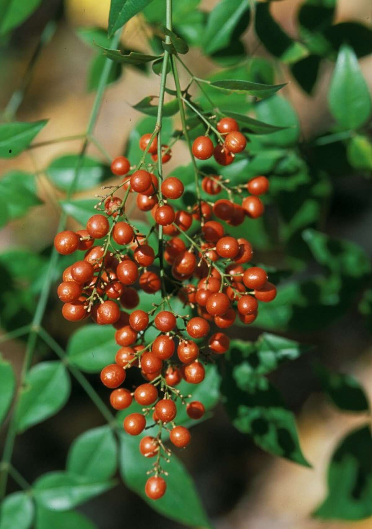 Invasive trees to avoid in Houston, and why arborists target them