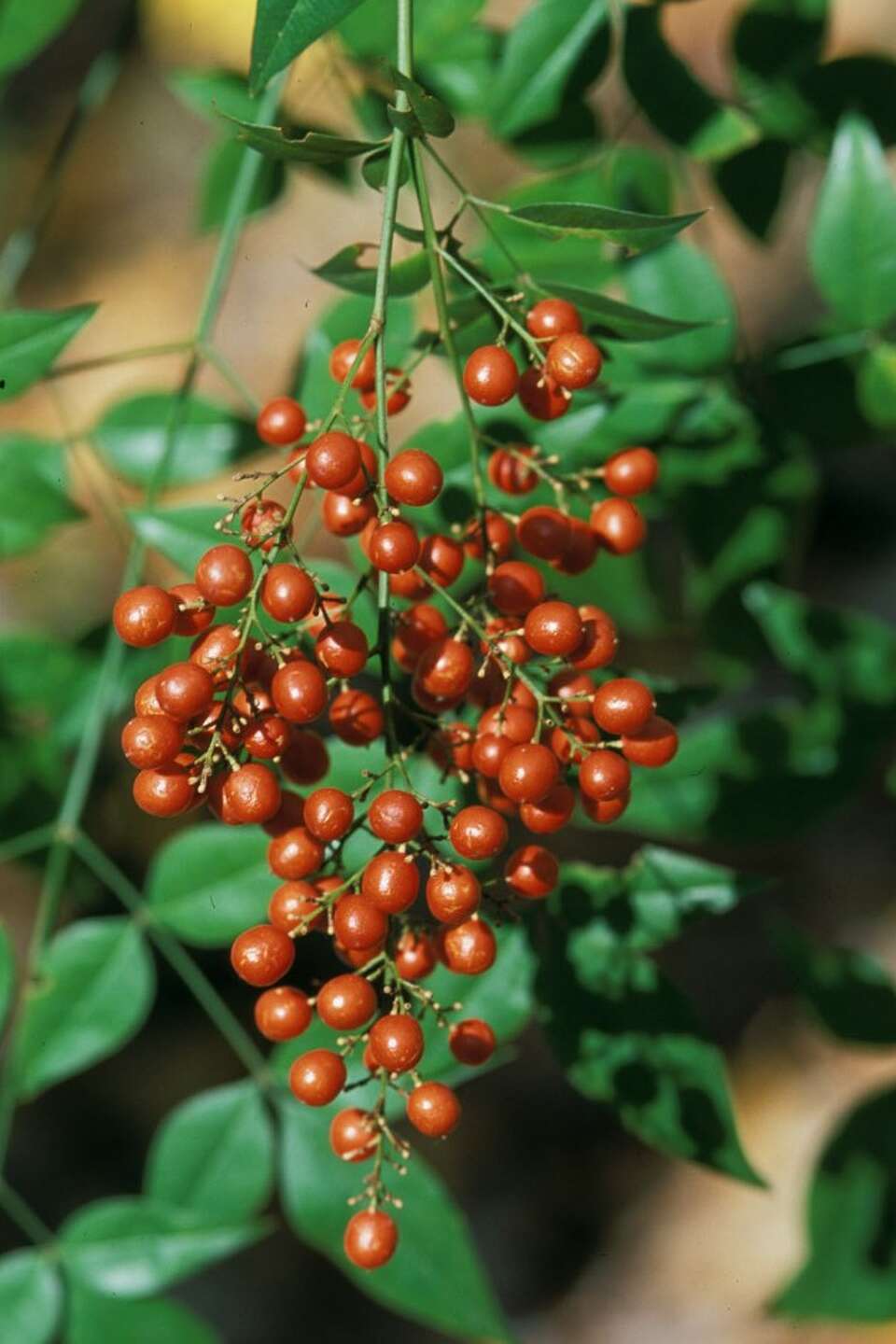 Invasive trees to avoid in Houston, and why arborists target them