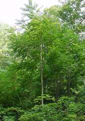 Invasive trees to avoid in Houston, and why arborists target them