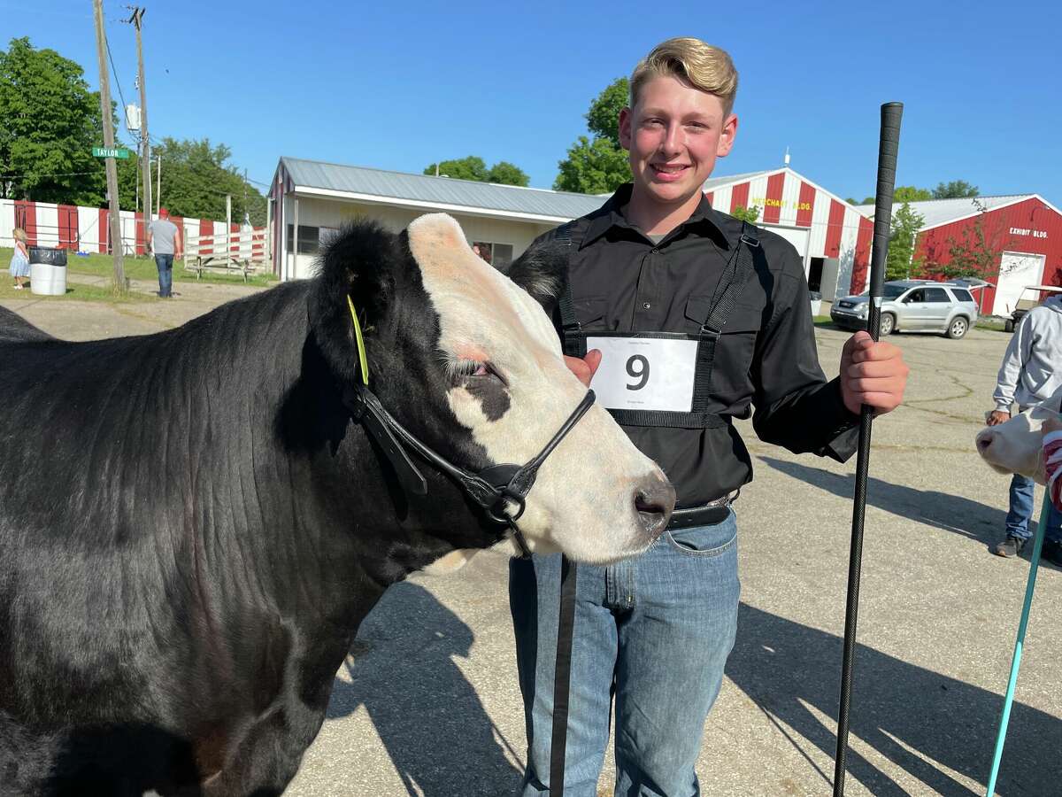 4-H handlers show off cows and compete for prizes at Mecosta Fair
