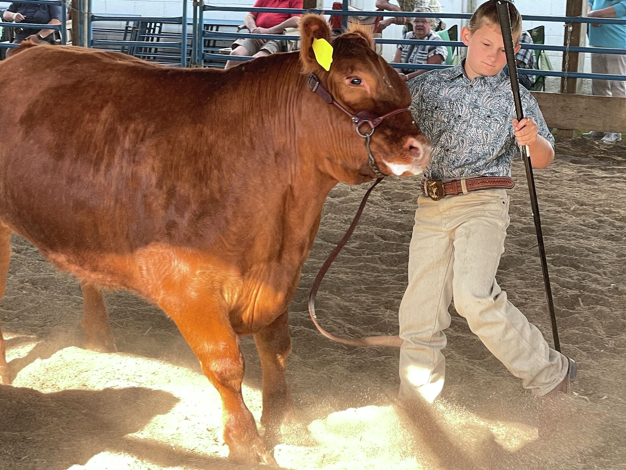 Mecosta County Free Fair sets agricultural schedule