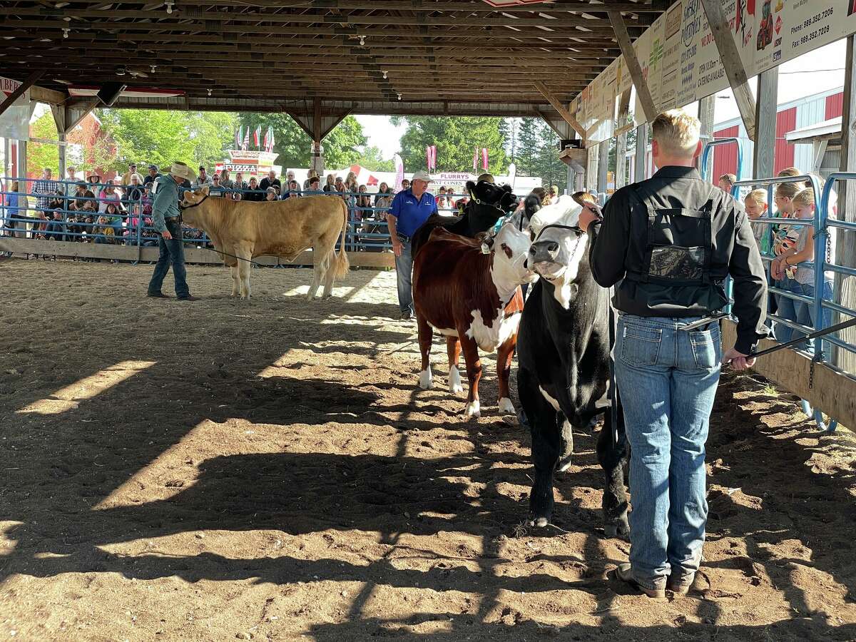 4-H handlers show off cows and compete for prizes at Mecosta Fair