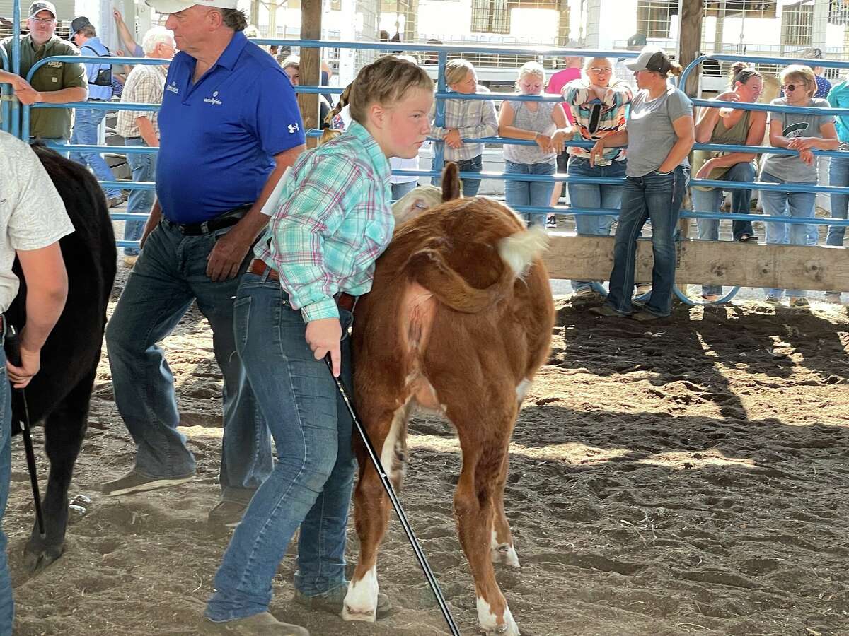 4-H handlers show off cows and compete for prizes at Mecosta Fair