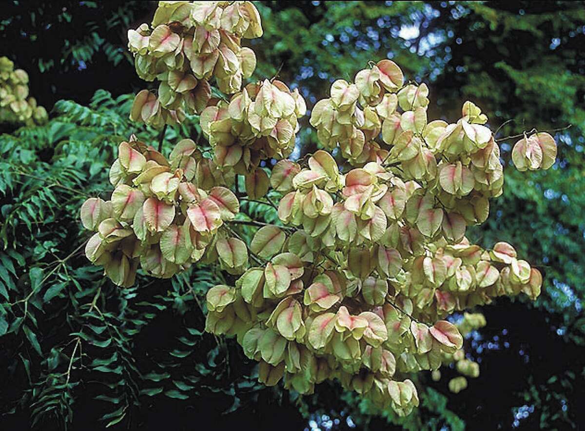 Invasive trees to avoid in Houston, and why arborists target them