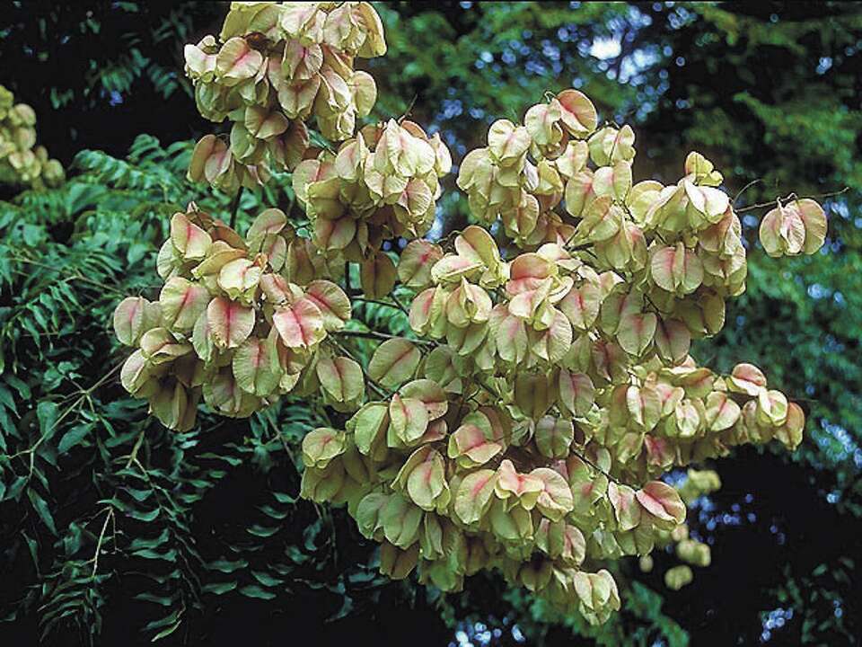 Invasive trees to avoid in Houston, and why arborists target them