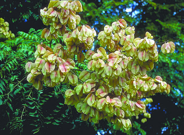 Invasive trees to avoid in Houston, and why arborists target them